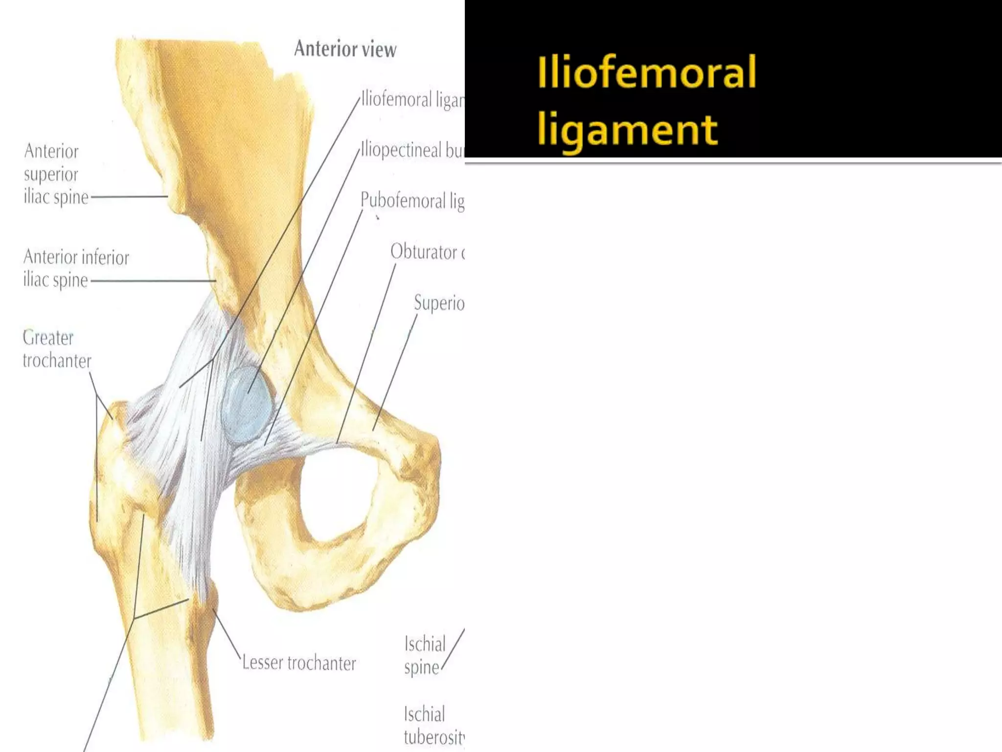 hip joint.ppt