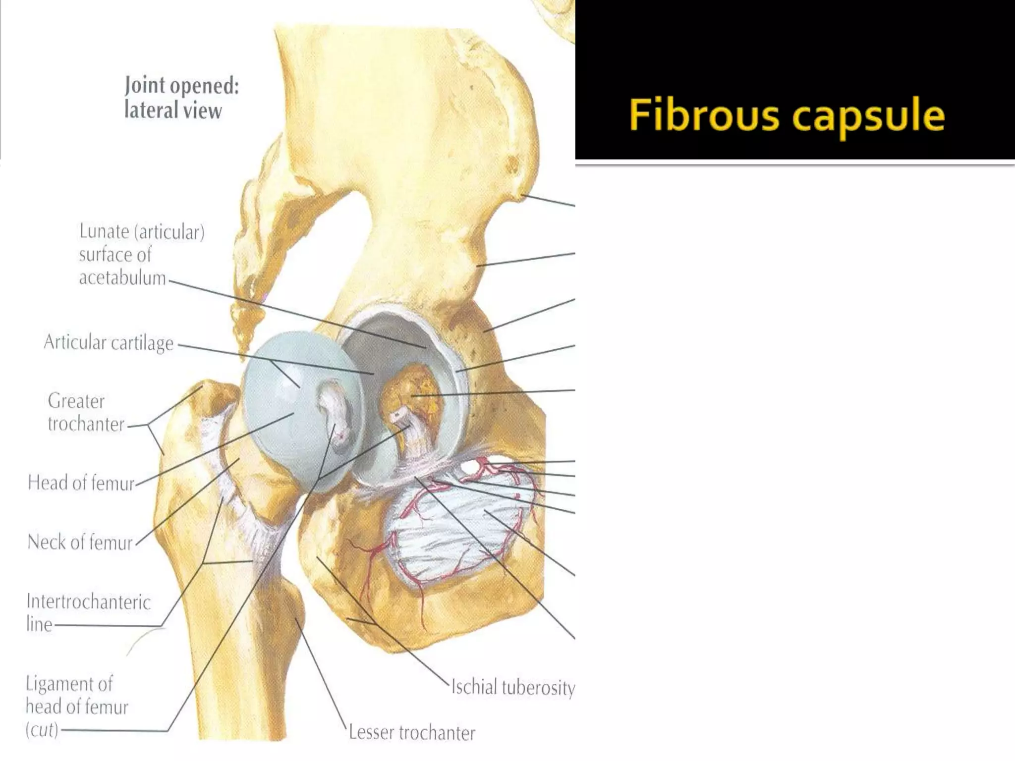 hip joint.ppt
