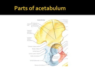 hip joint.ppt | Free Download