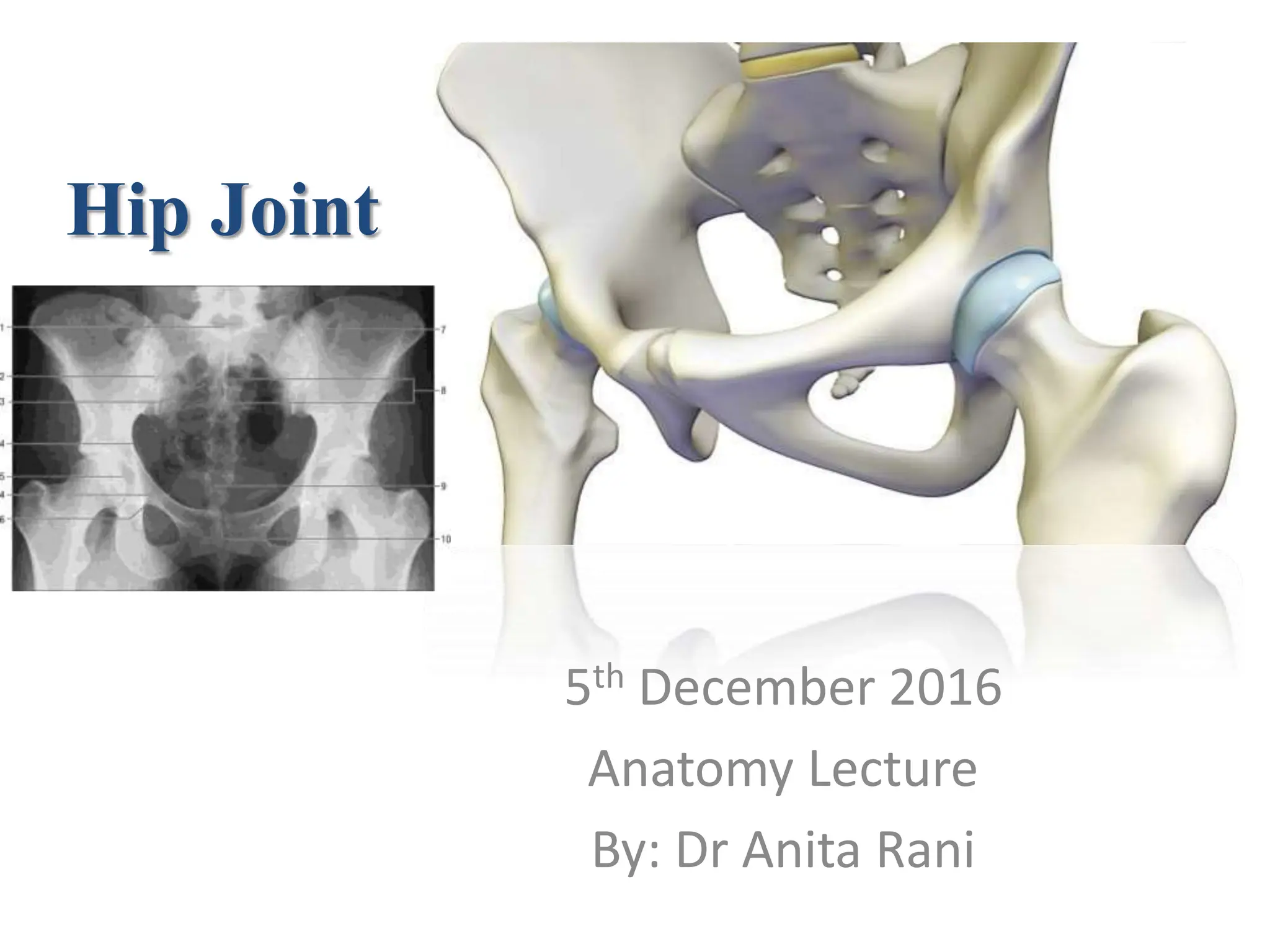 HipJoint attachment and action of muscles | PPTX