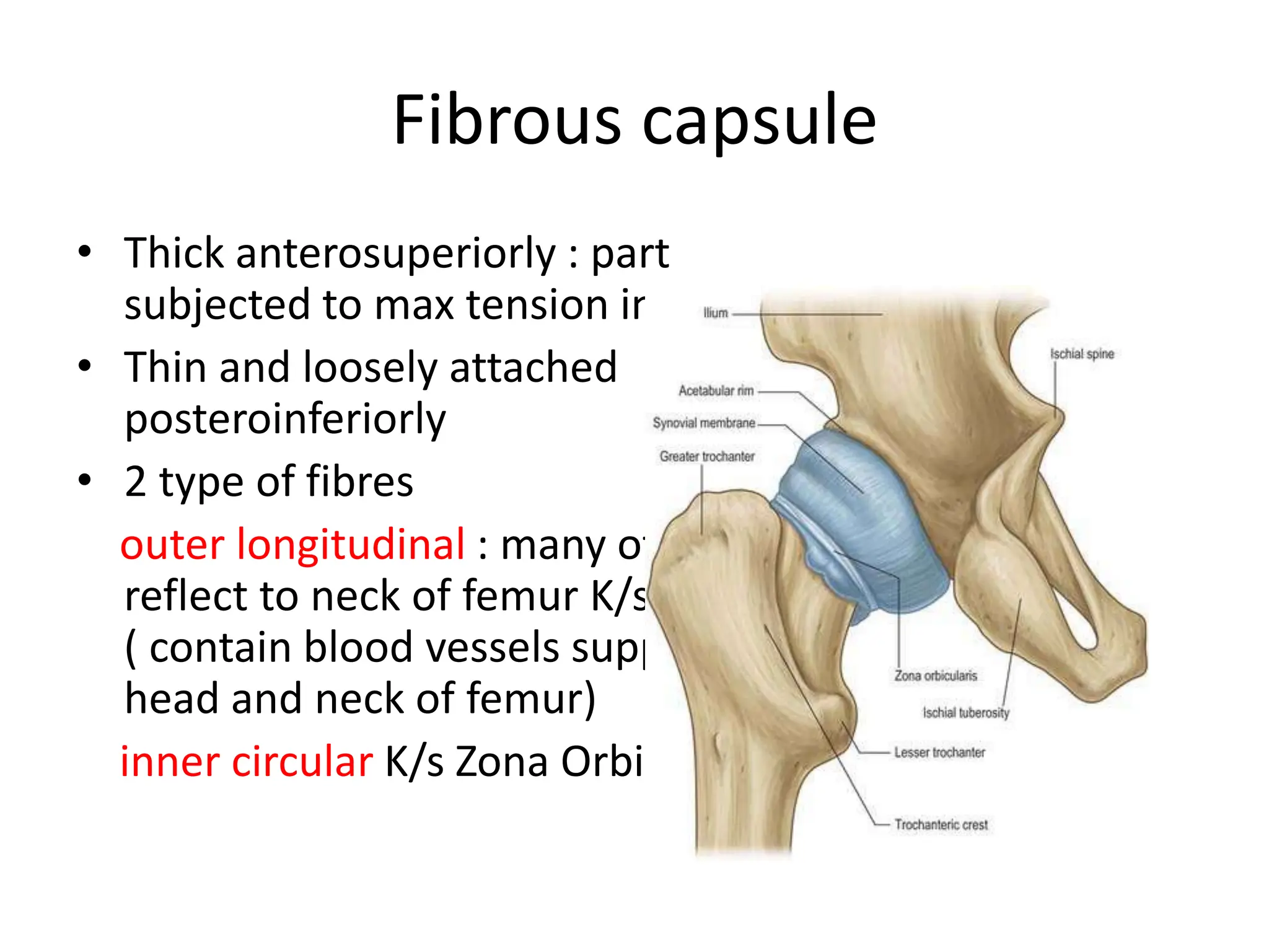 HipJoint attachment and action of muscles | PPTX