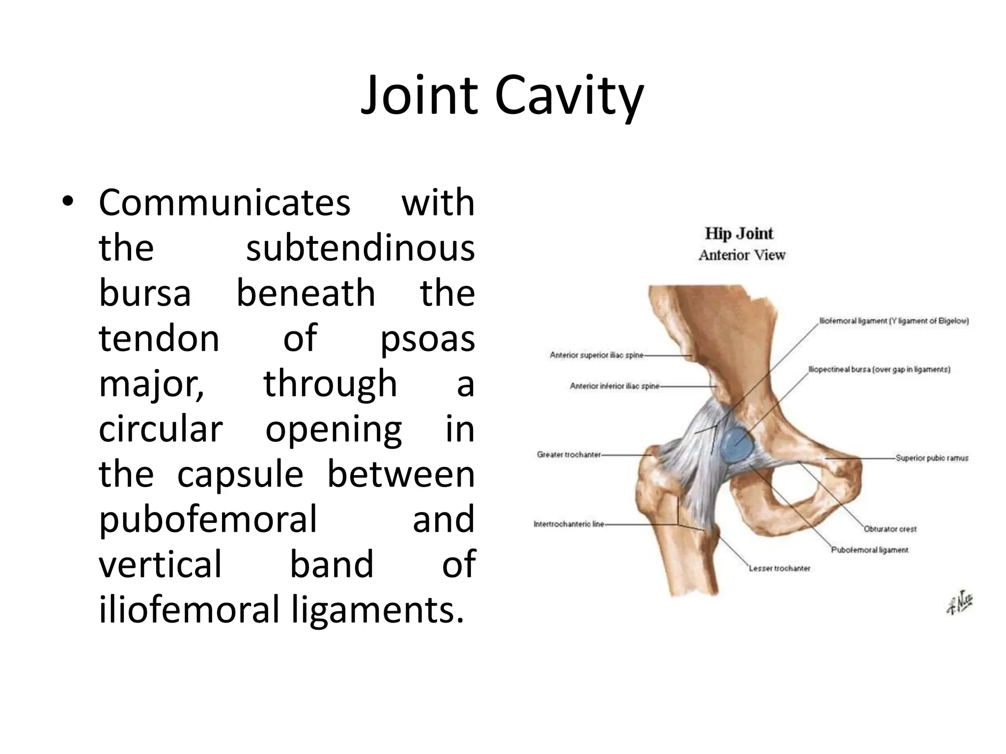 HipJoint attachment and action of muscles | PPTX