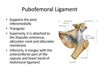 HipJoint attachment and action of muscles | PPTX