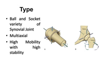 HipJoint attachment and action of muscles | PPTX