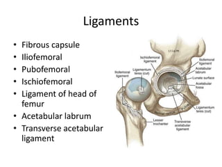 HipJoint attachment and action of muscles | PPTX