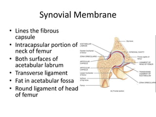 HipJoint attachment and action of muscles | PPTX