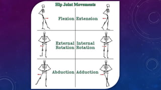 Hip joint .it's basic anatomy kinetics , kinematics is been showed in ...