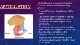 Hip joint .it's basic anatomy kinetics , kinematics is been showed in ...