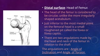 Hip joint .it's basic anatomy kinetics , kinematics is been showed in ...