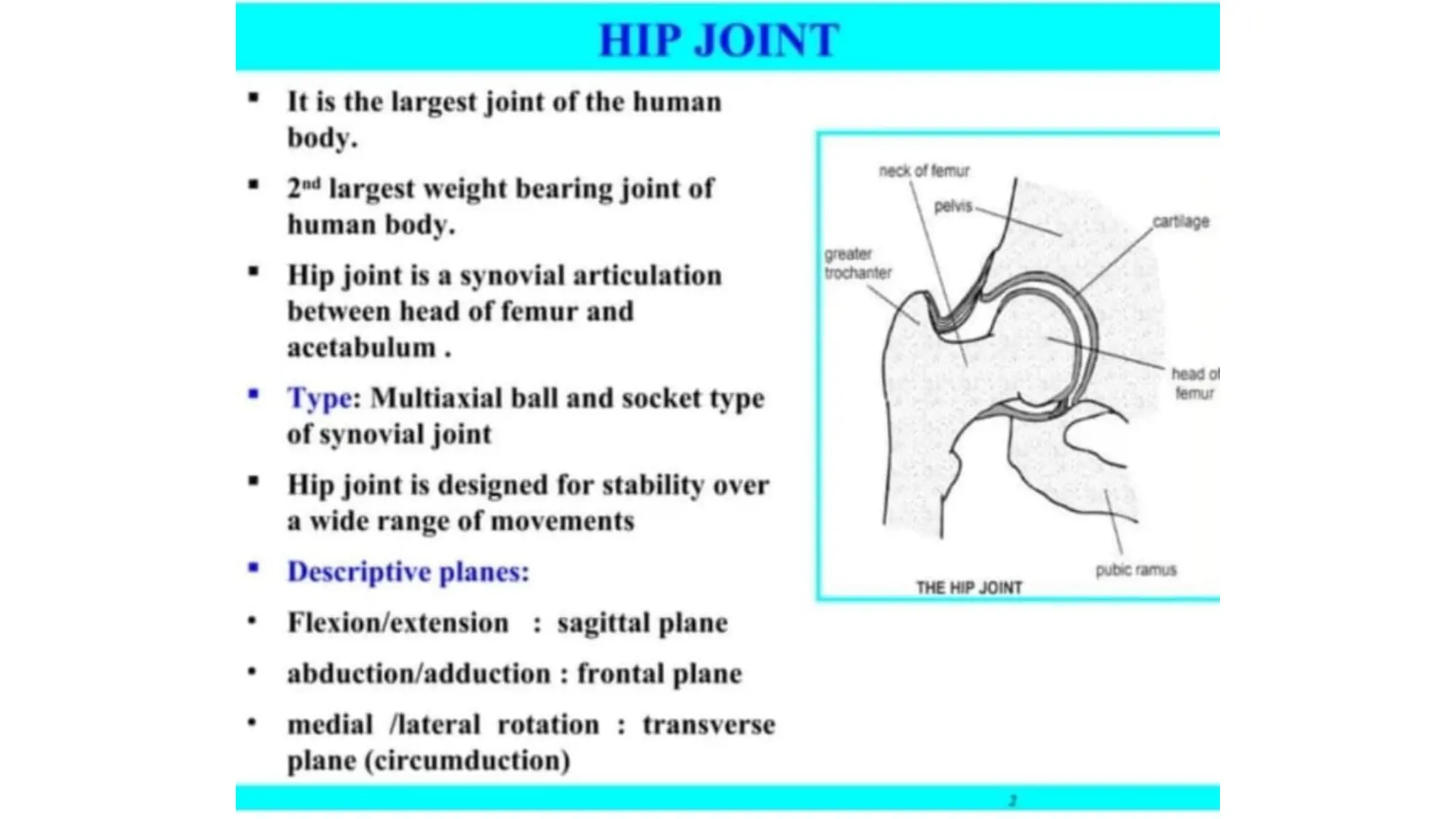 HIP JOINT.pptxHip joint, joints, anatomy | PPTX