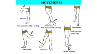 HIP JOINT.pptxHip joint, joints, anatomy | PPTX