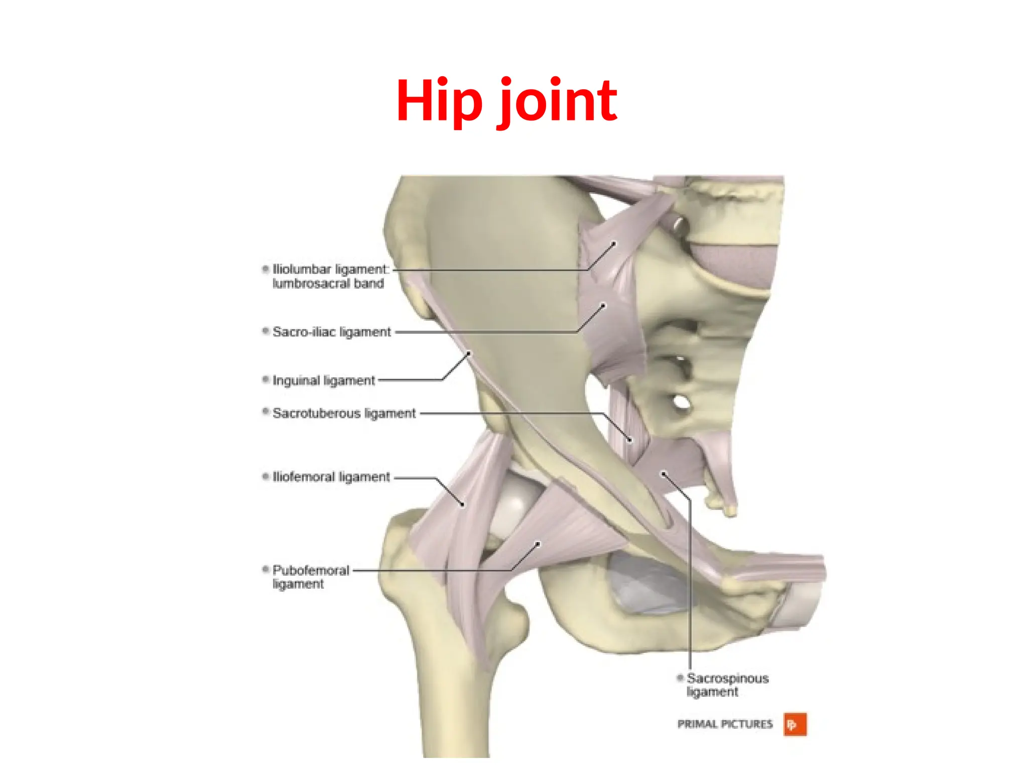 Hip joint.pptxjsjjdbdhdjdjskodjdksoskbdndkn | PPTX