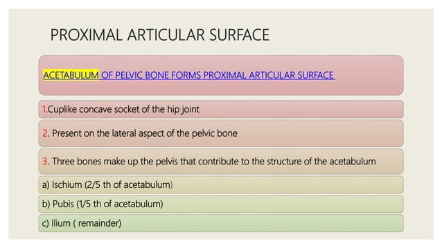 Hip joint - proximal and distal articular surface ppt | PPT