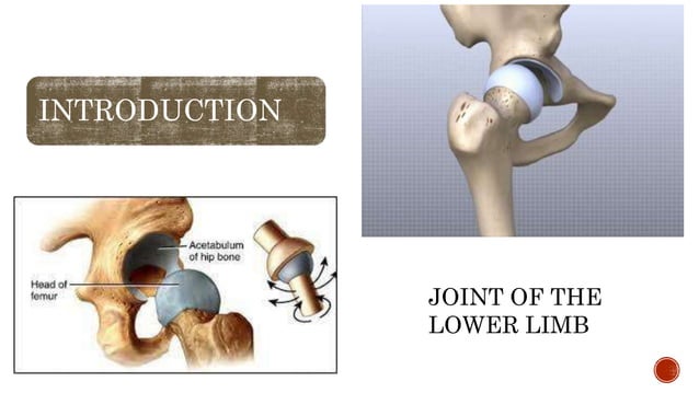 Hip joint - proximal and distal articular surface ppt | PPT