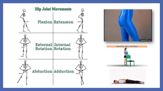 Hip joint - proximal and distal articular surface ppt | PPT