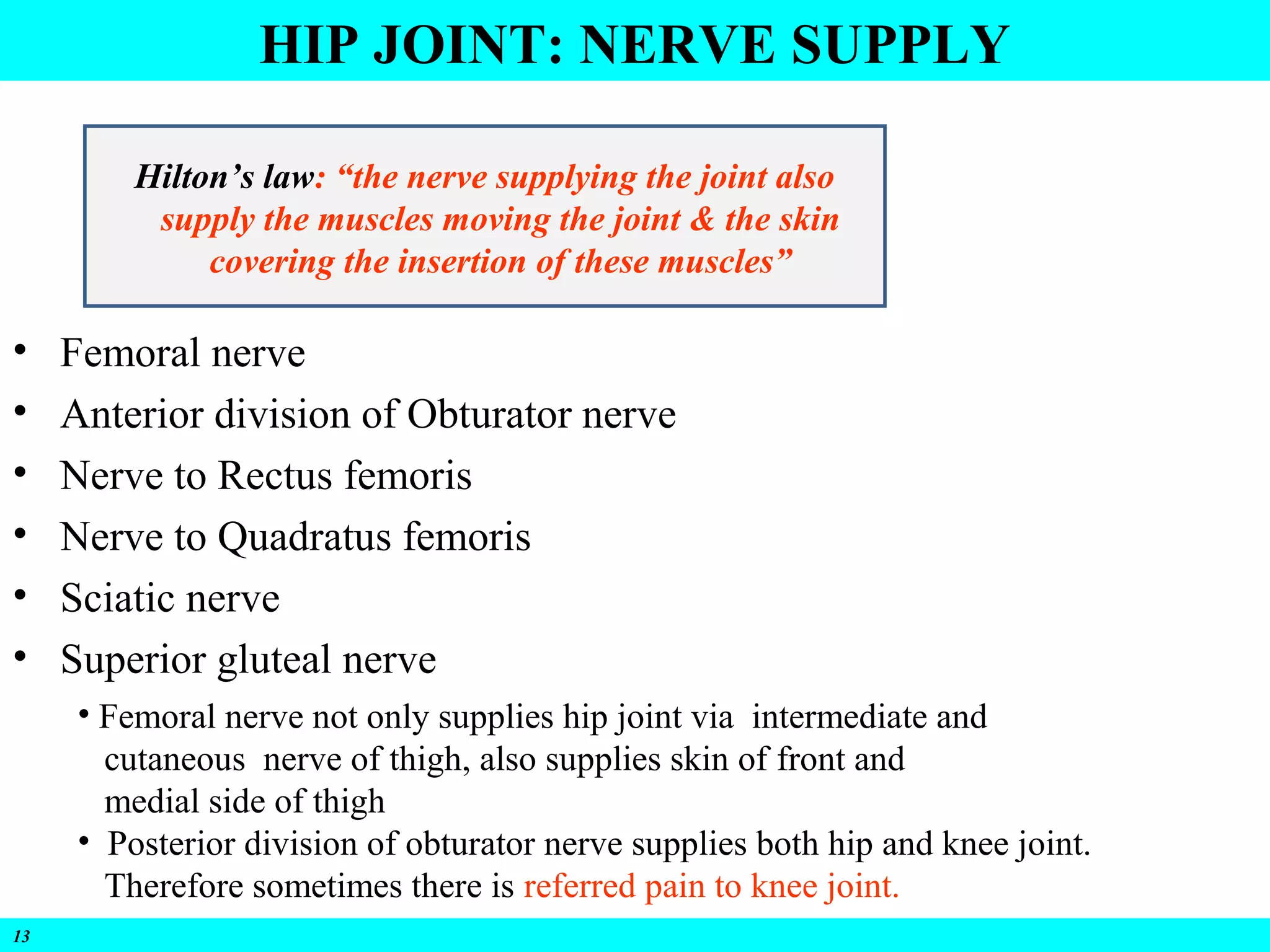Hip joint anatomy | PPT