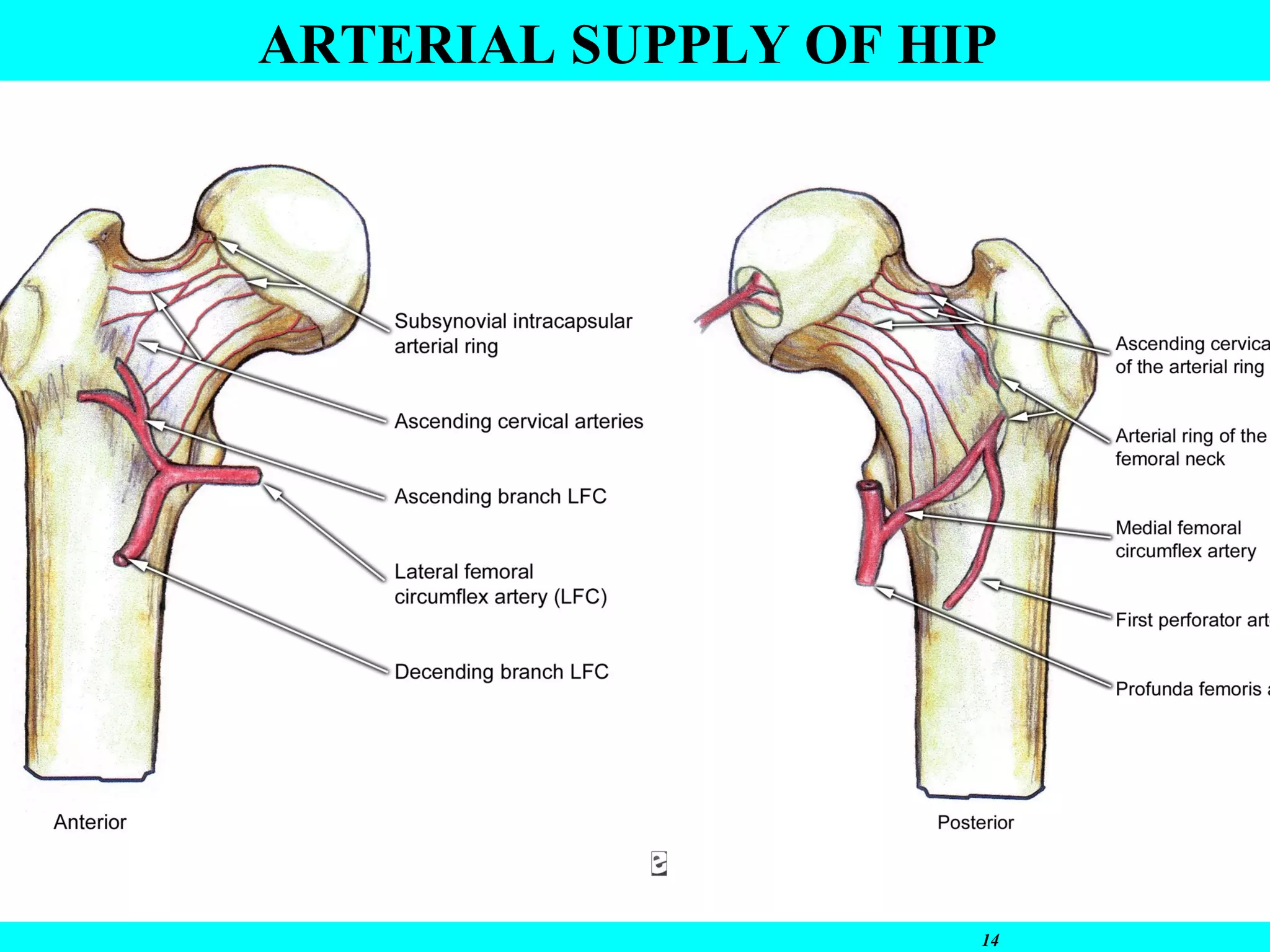 Hip Joint Anatomy Ppt