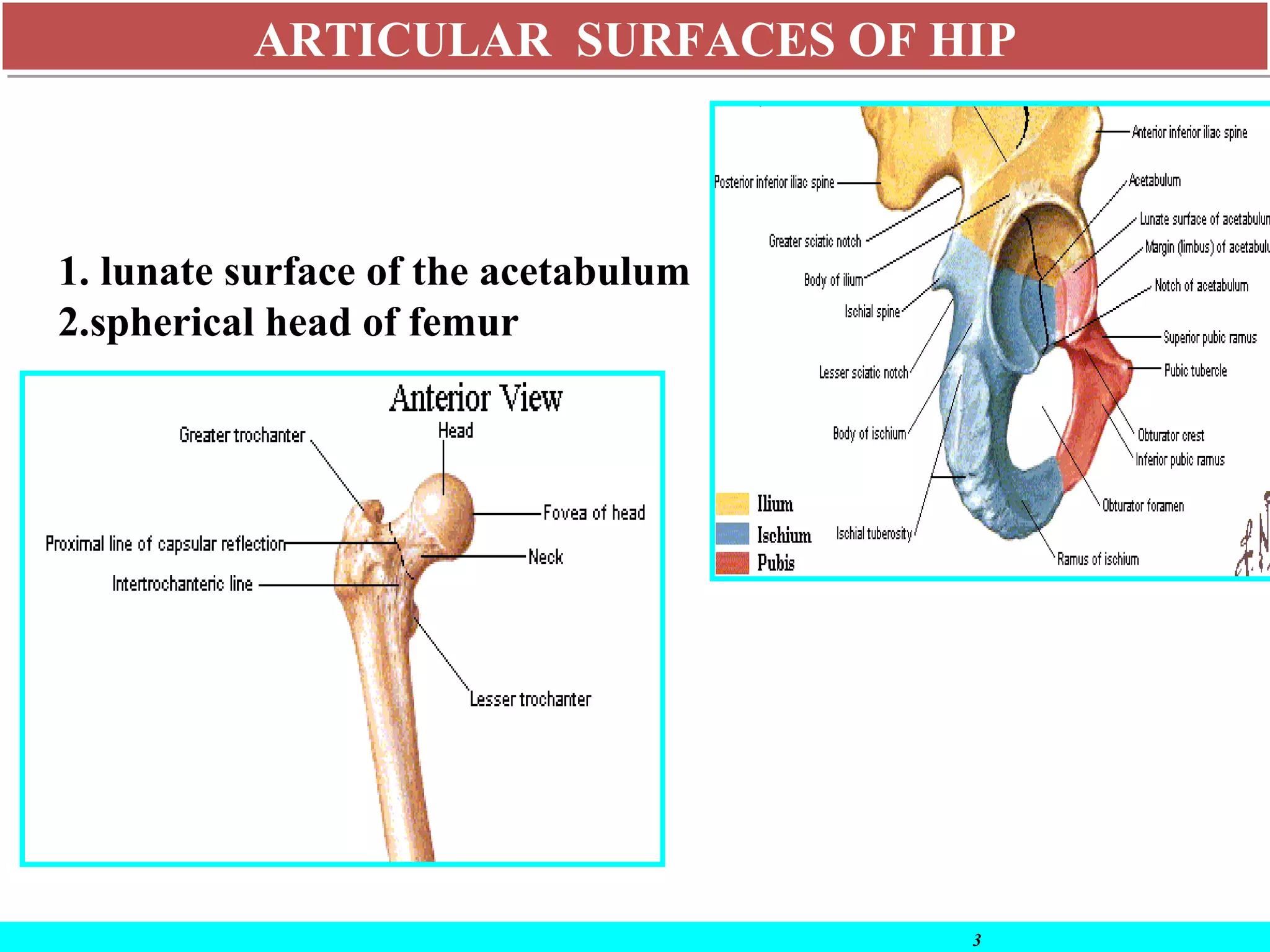 Hip joint anatomy | PPT