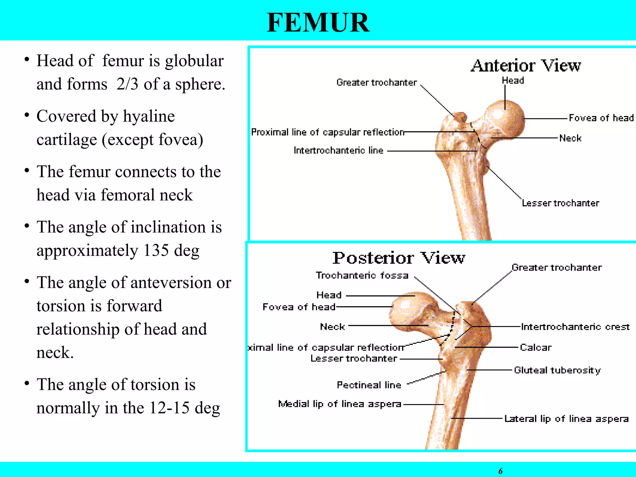 Hip joint anatomy | PPT