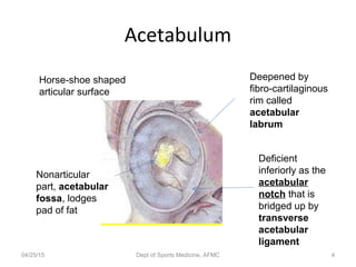 Hip joint anatomy | PPT