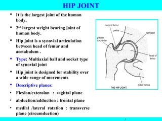 Hip Joint Diagram