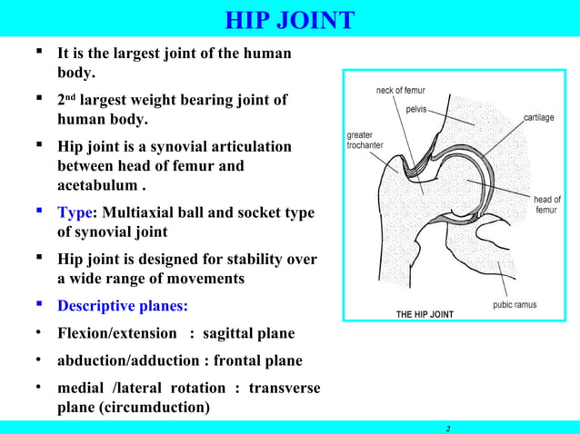 Hip joint anatomy | PPT
