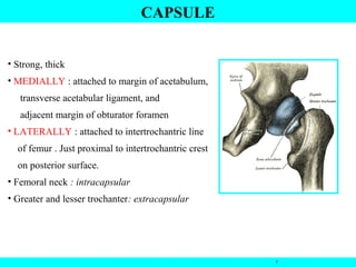 Articular Capsule Hip