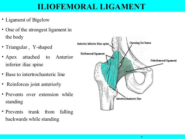 Hip joint anatomy