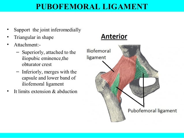 Hip joint anatomy