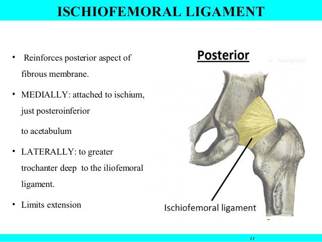Hip joint anatomy