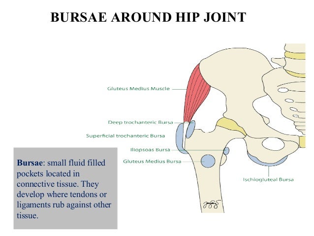 Hip joint anatomy
