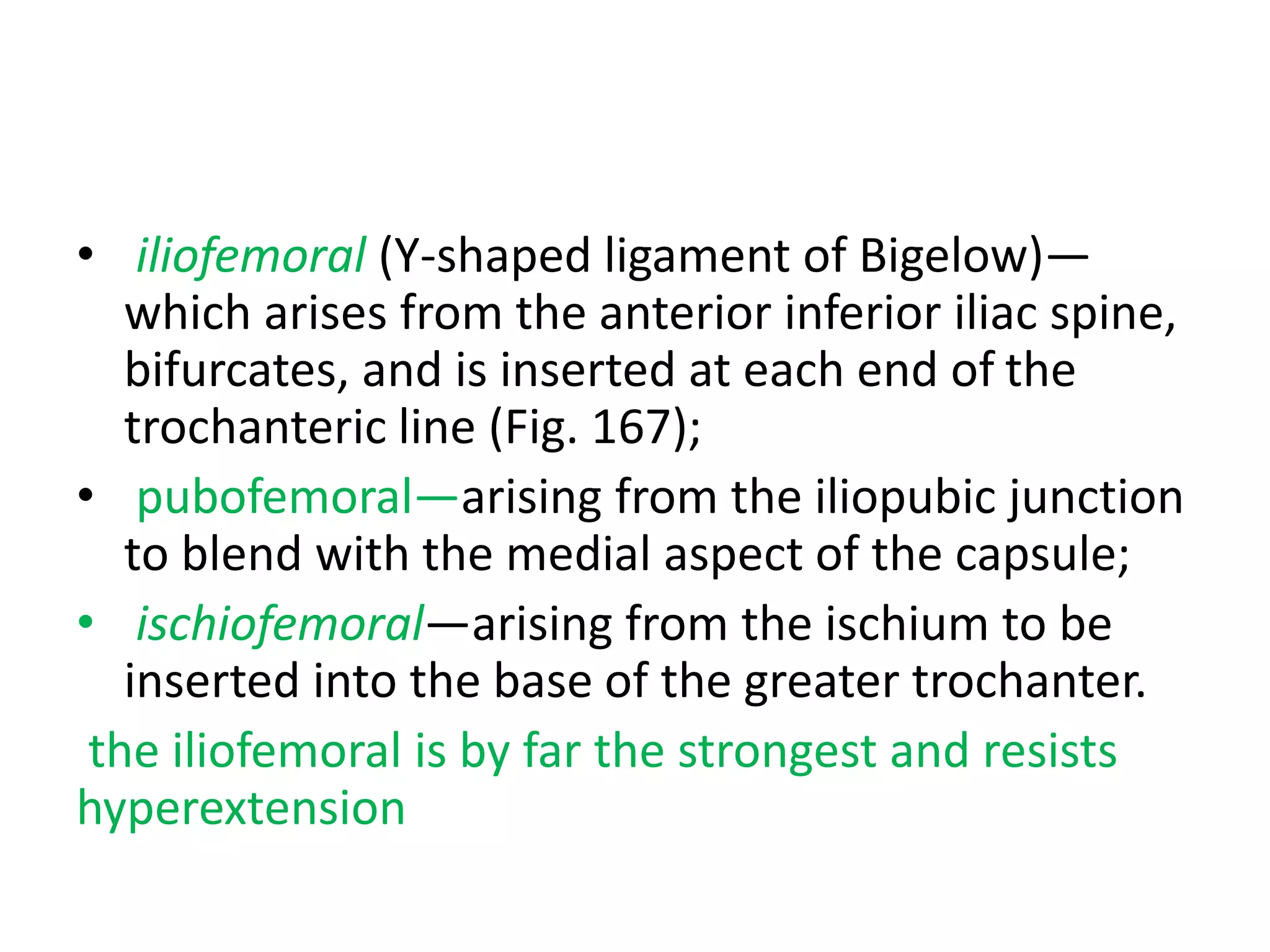 hipjointanatomy | PDF