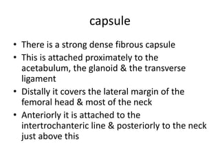 hipjointanatomy | PPT