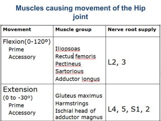 hipjointanatomy | PPT
