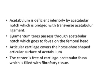 hipjointanatomy | PPT