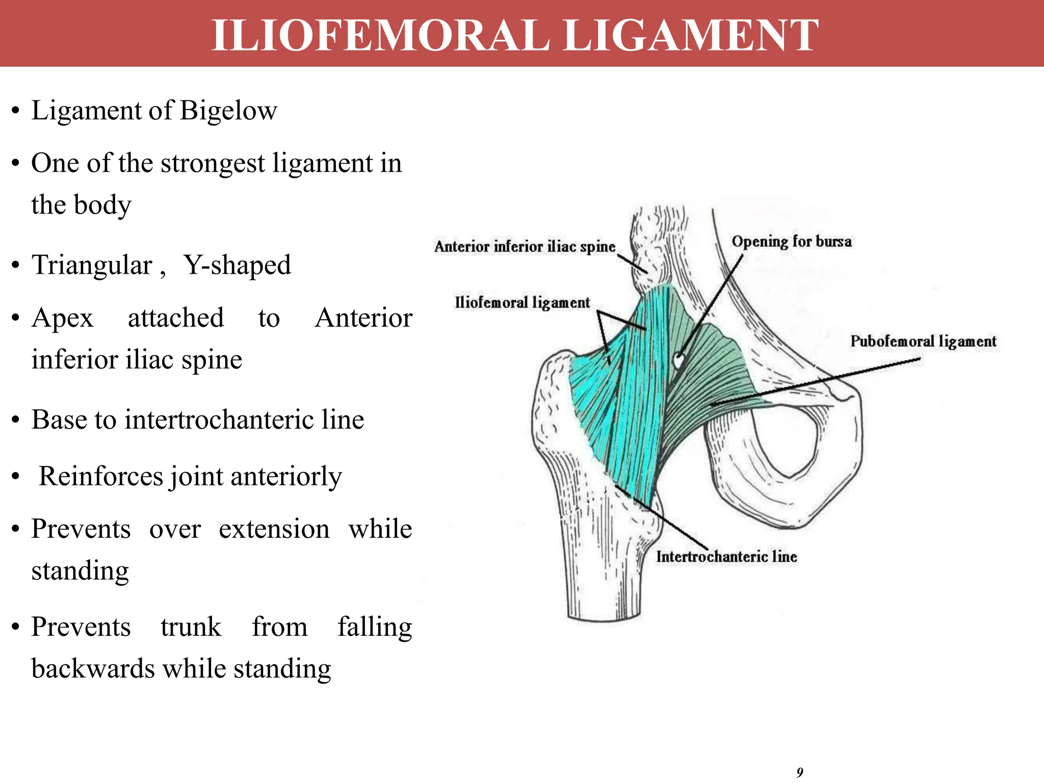 hip joint anatomy physiology and injuries.pptx