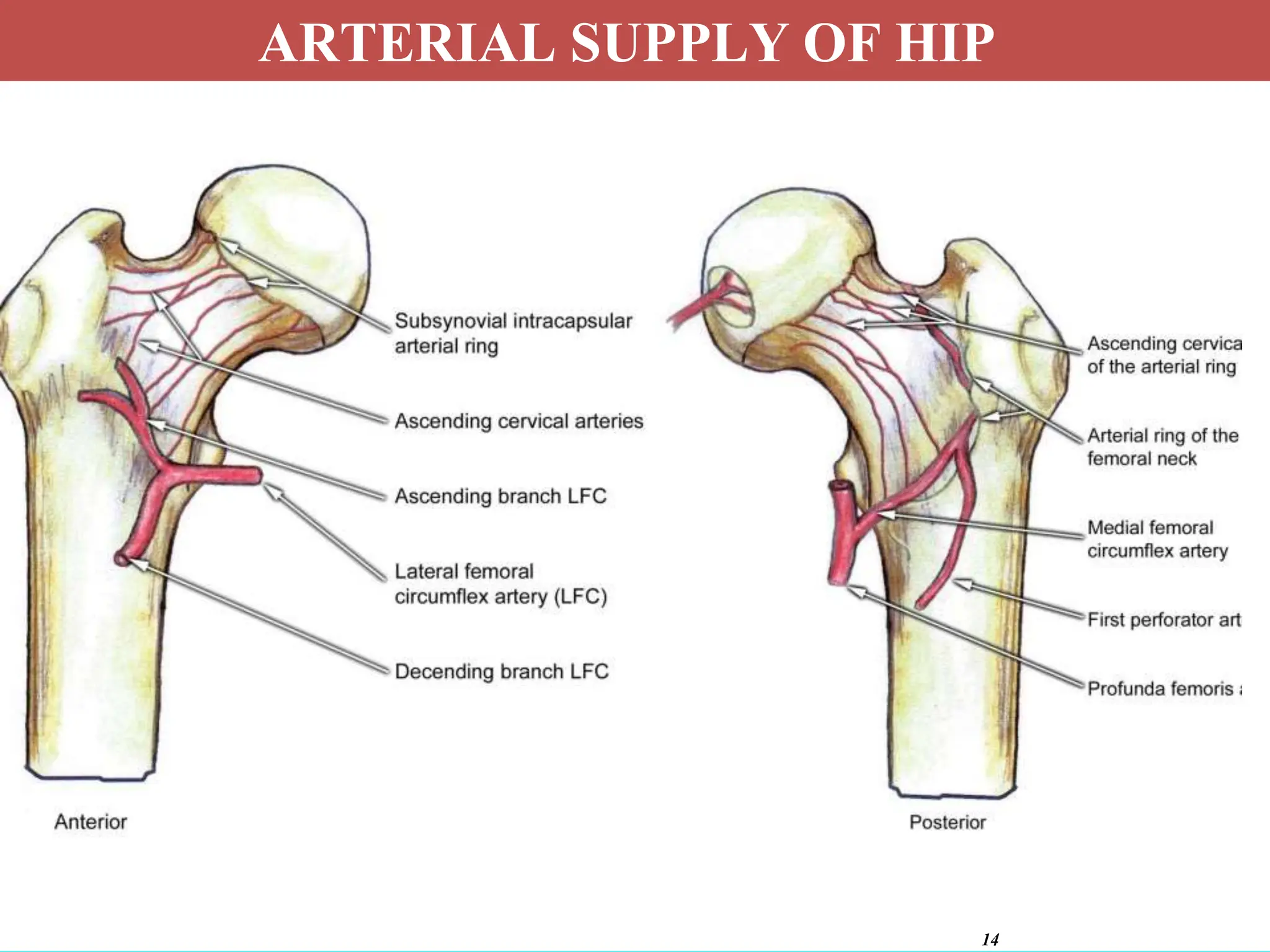 hip joint anatomy physiology and injuries.pptx