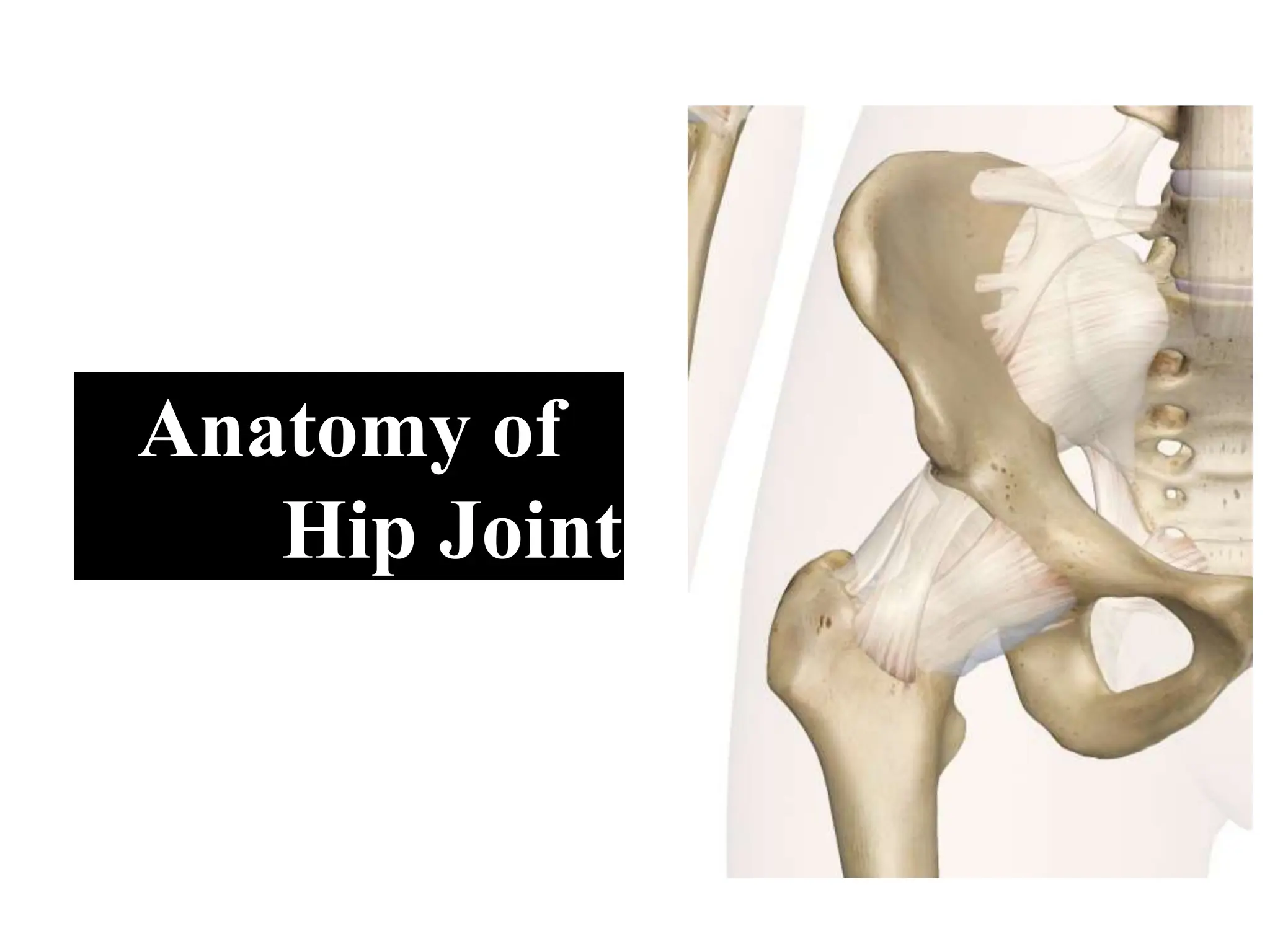 hip joint anatomy physiology and injuries.pptx