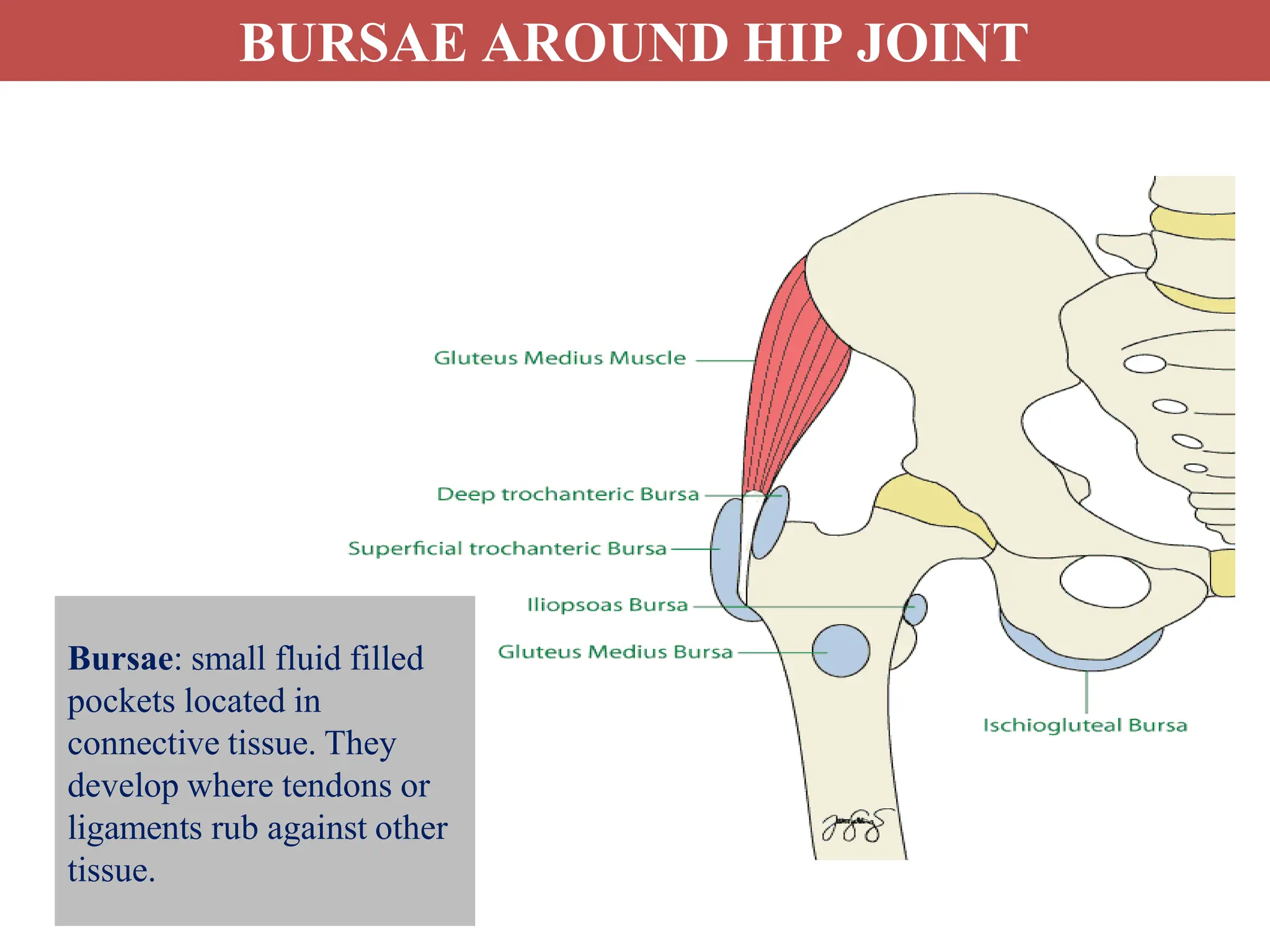 hip joint anatomy physiology and injuries.pptx