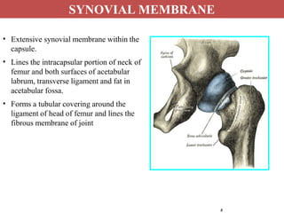 hip joint anatomy physiology and injuries.pptx