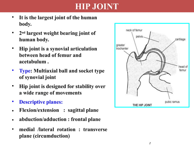 hip joint anatomy physiology and injuries.pptx