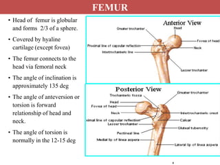hip joint anatomy physiology and injuries.pptx