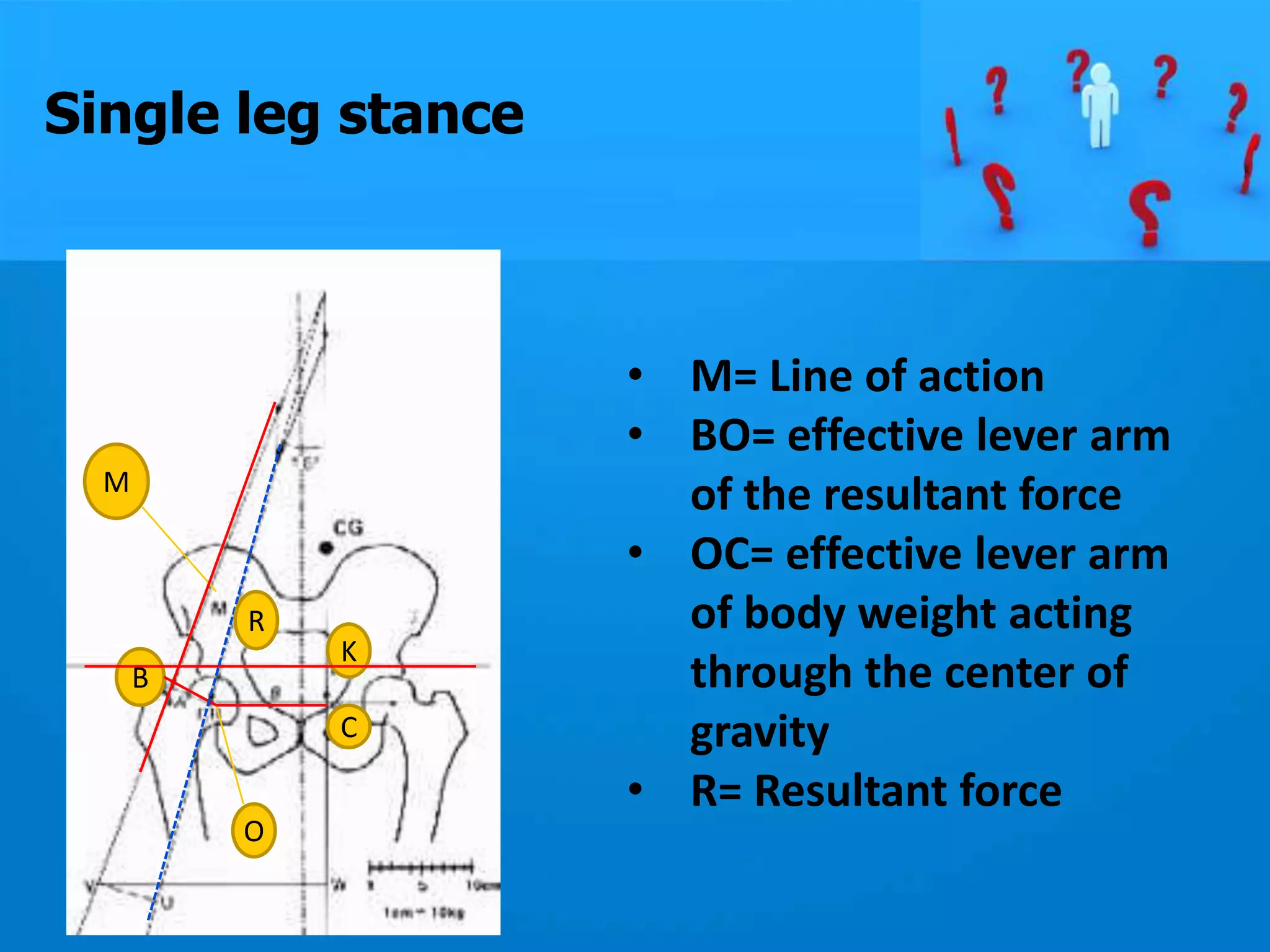 Hip joint anatomy and biomechanics | PPTX