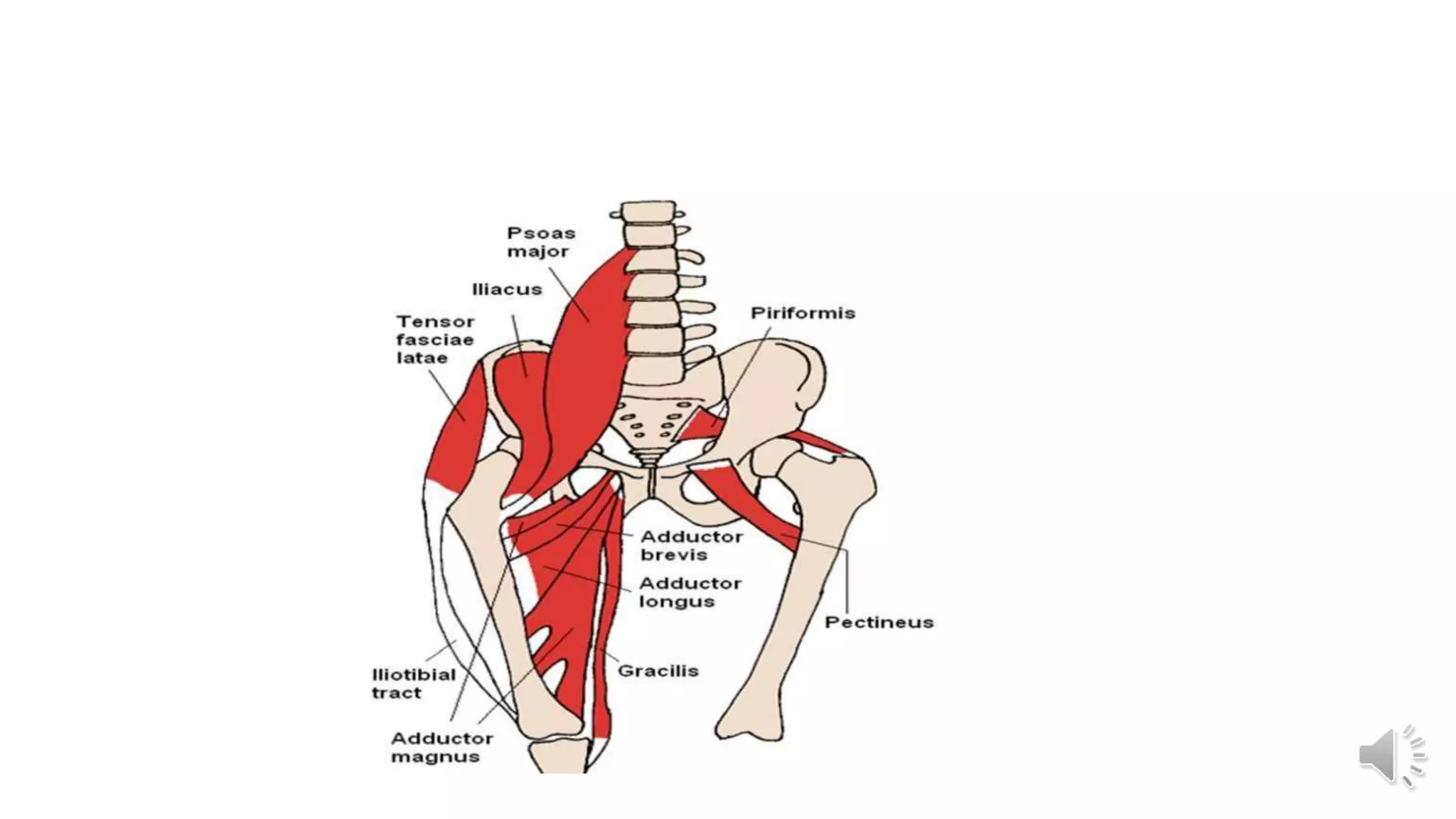 Hip Joint Anatomy Part Ii Ppt