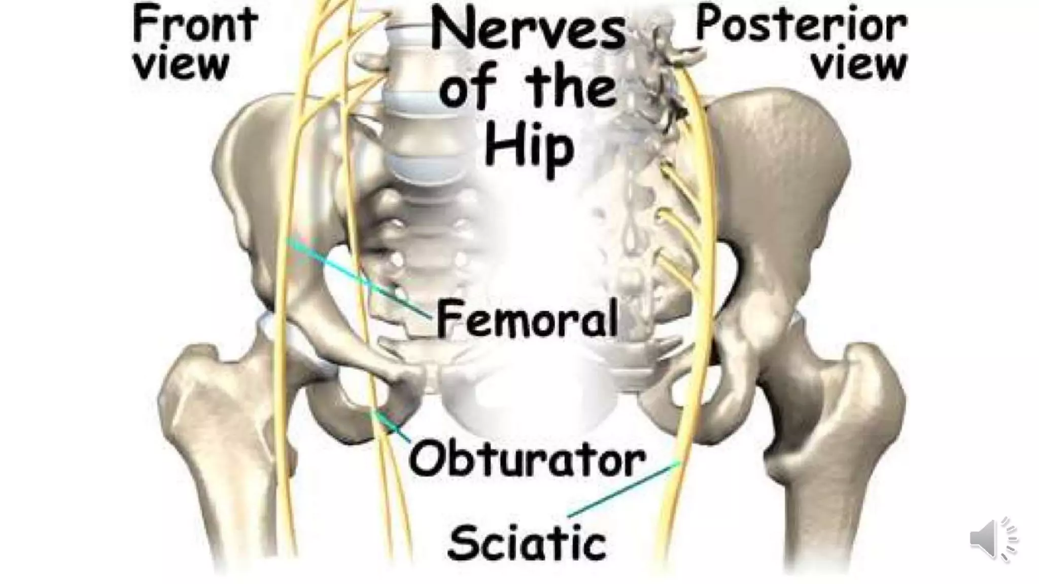 Hip joint anatomy part II | PPT