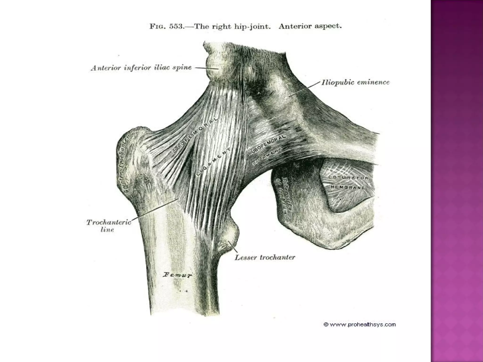 Hip joint anatomy and its biomechanics | PPT