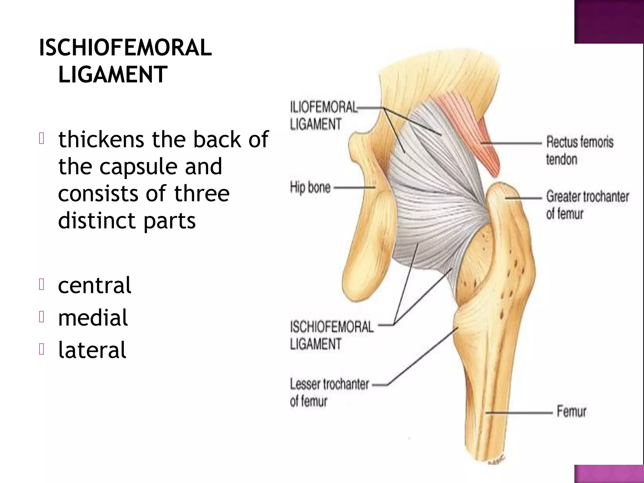 Hip joint anatomy and its biomechanics | PPT