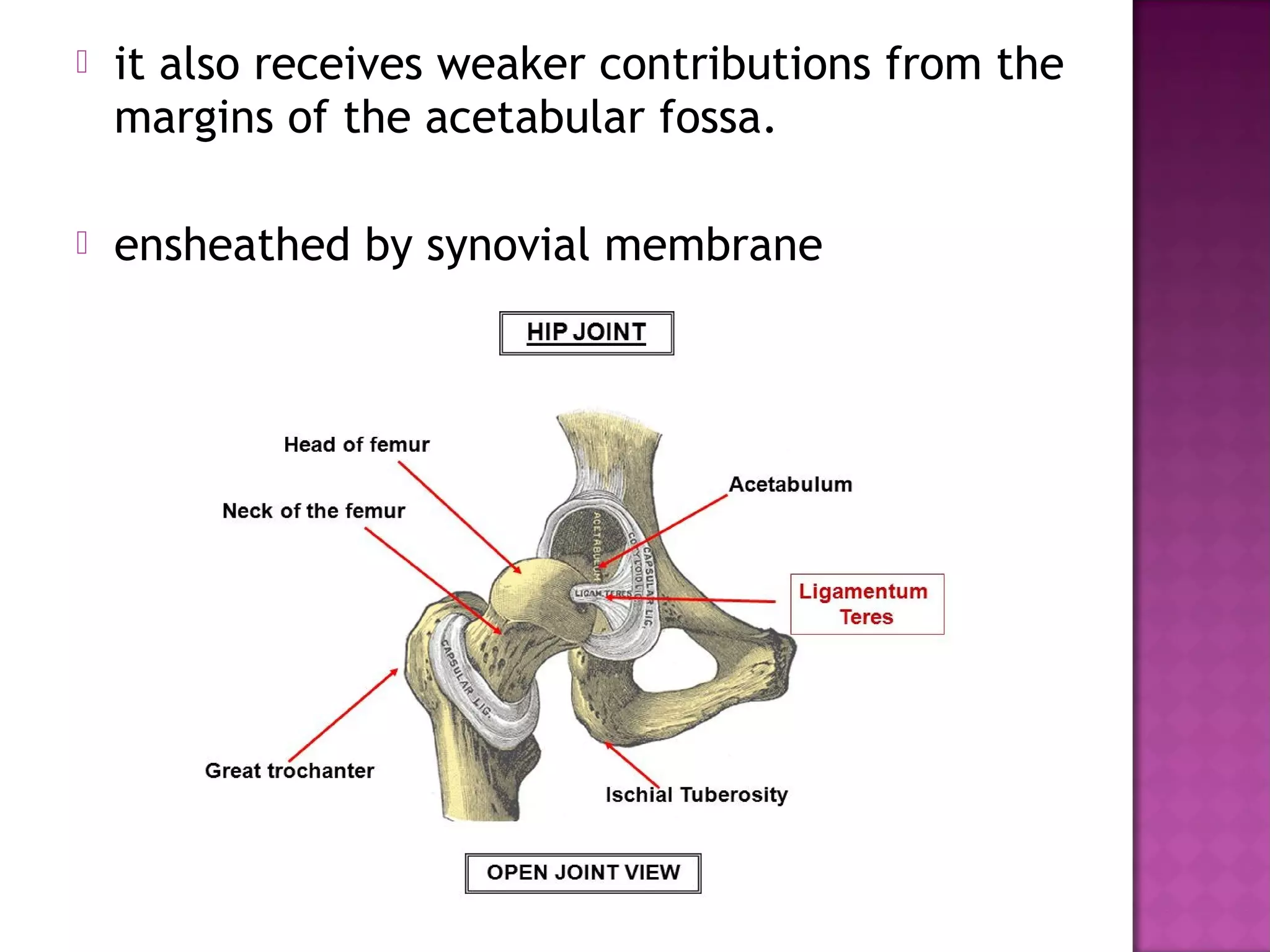 Hip joint anatomy and its biomechanics | PPT