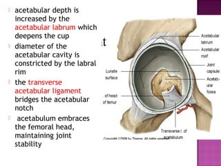 Hip joint anatomy and its biomechanics | PPT