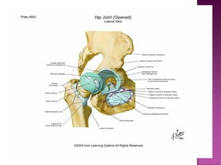 Hip joint anatomy and its biomechanics | PPT